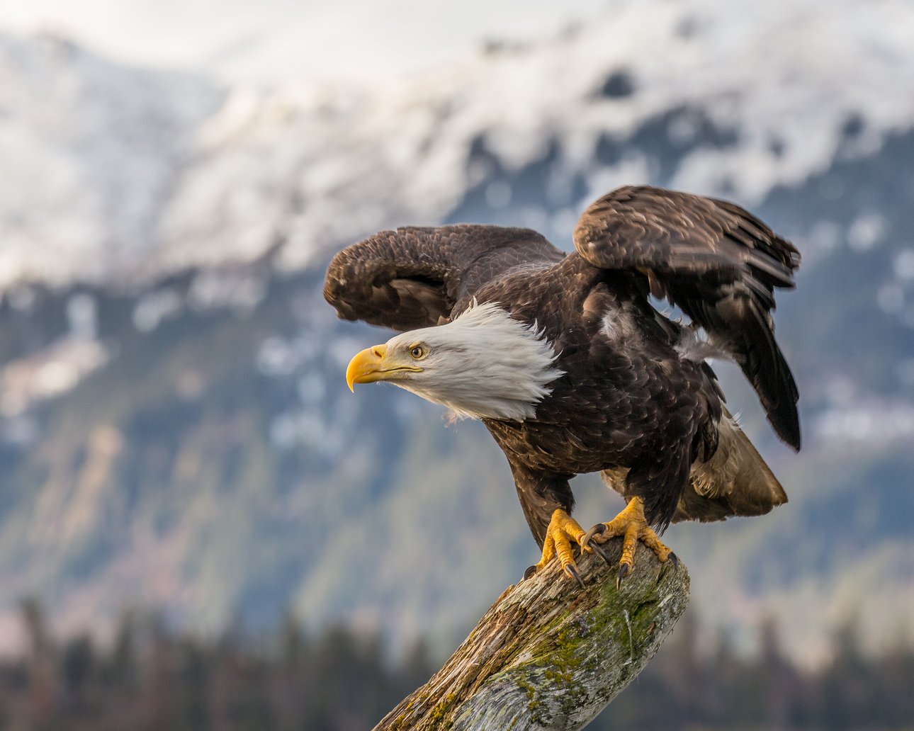 How the Bald Eagle Became the Symbol of America