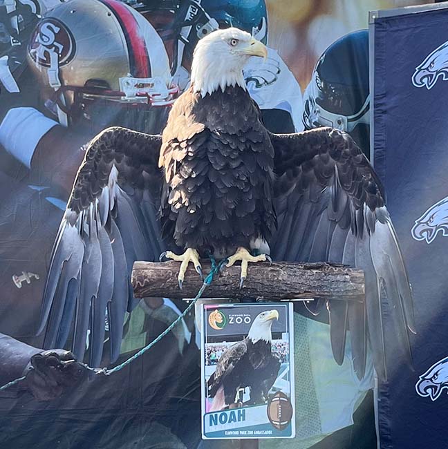 How the Bald Eagle Became the Symbol of America